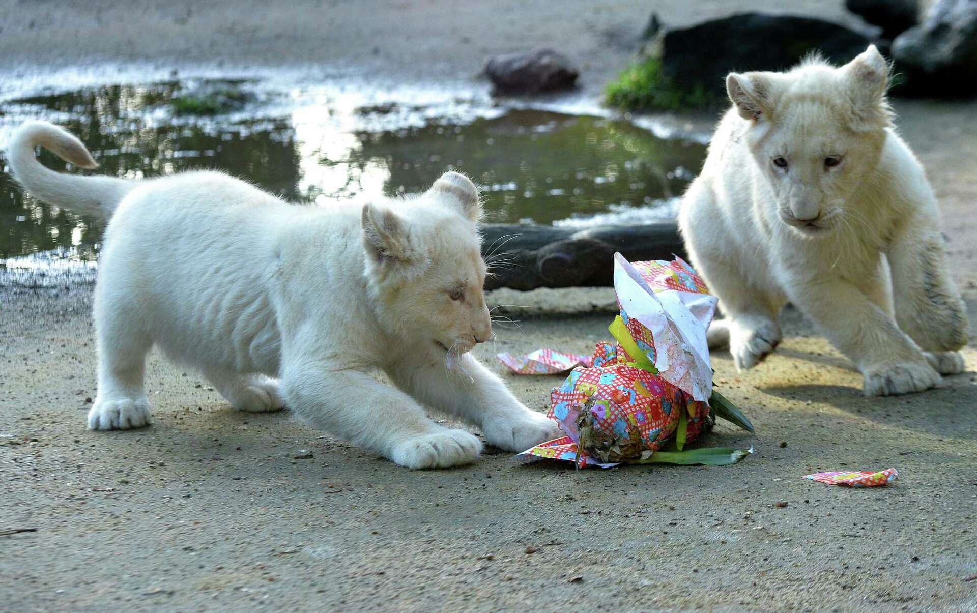French zoo animals open Easter gifts