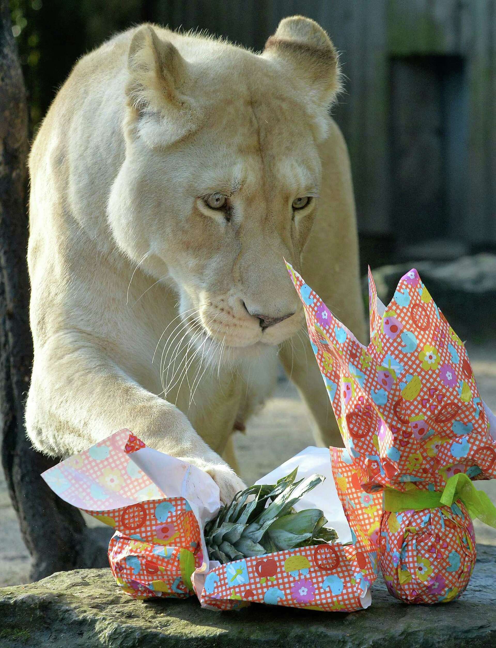 French zoo animals open Easter gifts