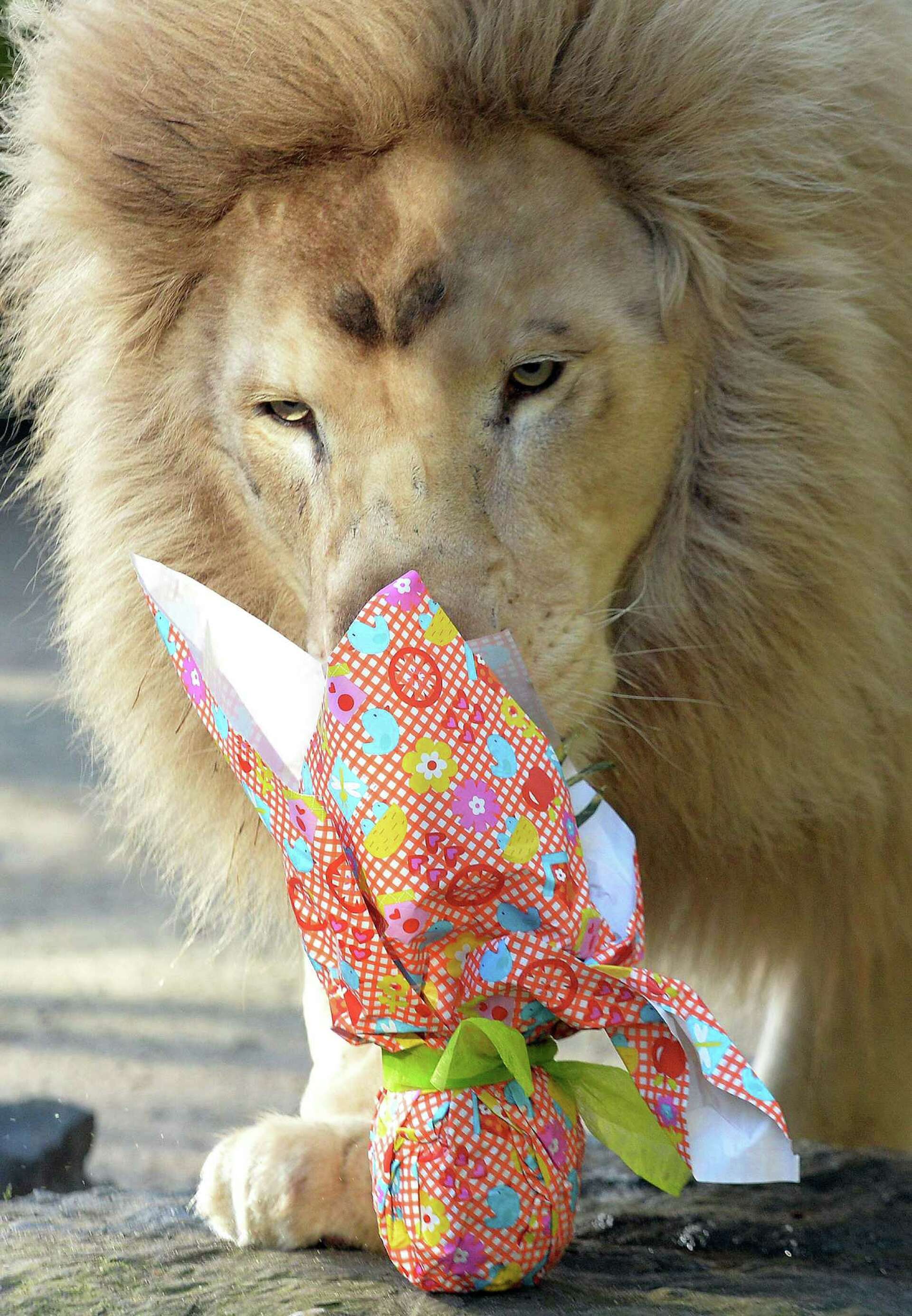 French zoo animals open Easter gifts