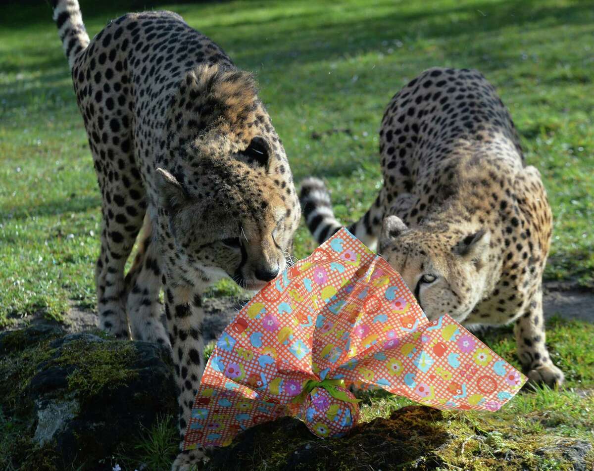 French zoo animals open Easter gifts