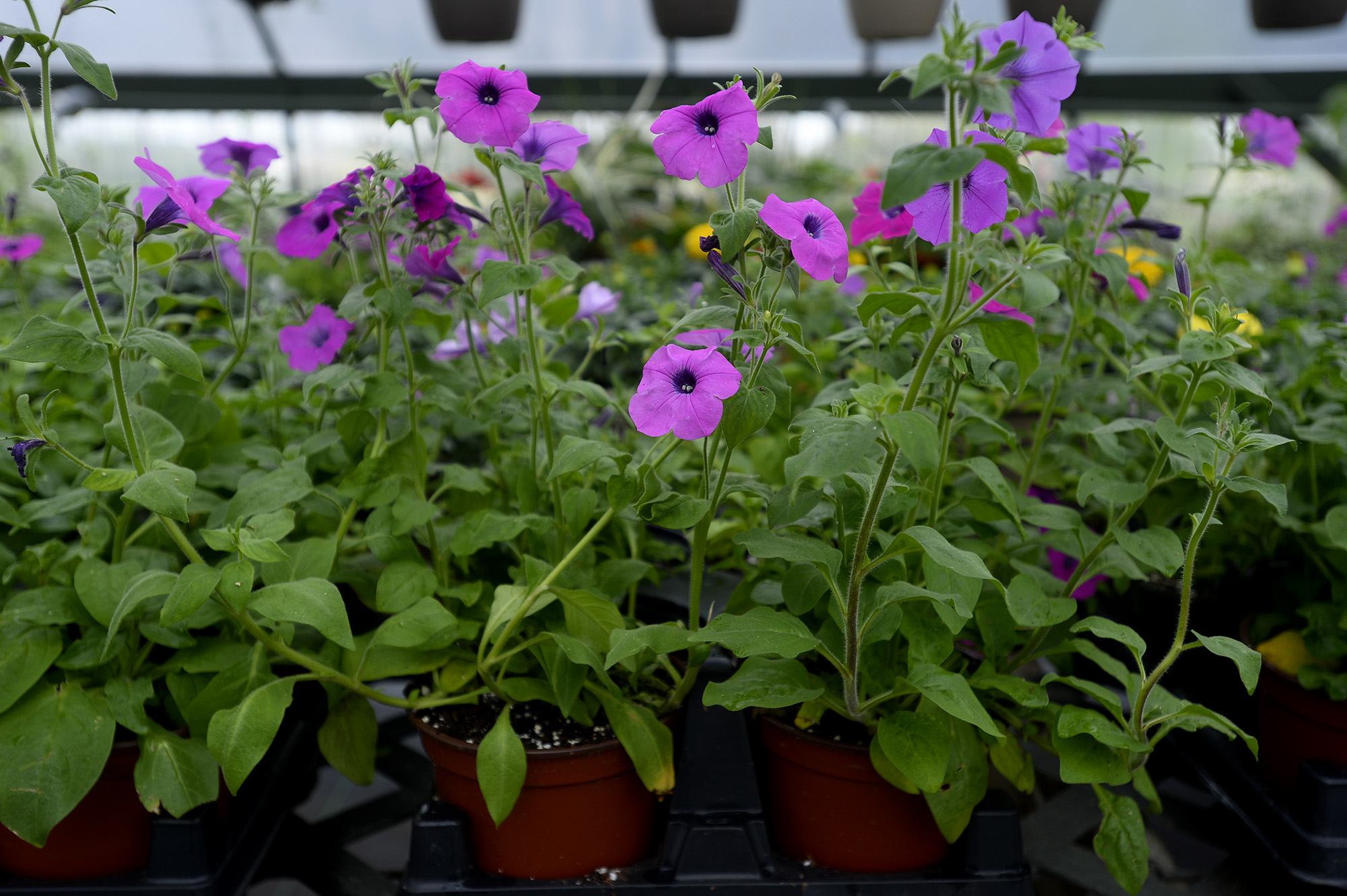 Native vs. Perennial Plants: Key Differences Explained