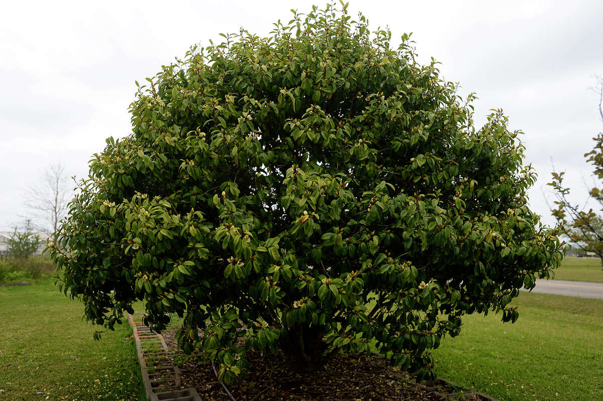 Top 15 plants to grow and show in SETX