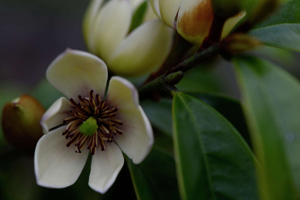 Top 15 plants to grow and show in SETX