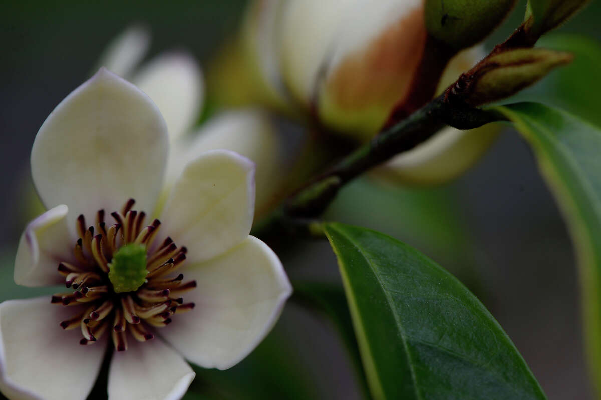 Top 15 plants to grow and show in SETX