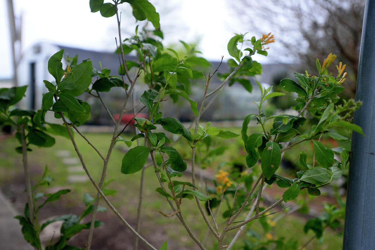 Top 15 plants to grow and show in SETX