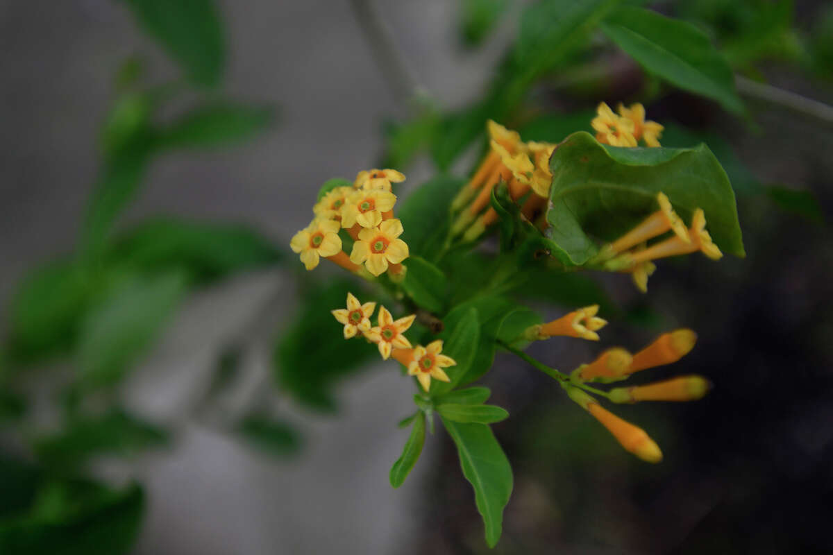 Top 15 plants to grow and show in SETX