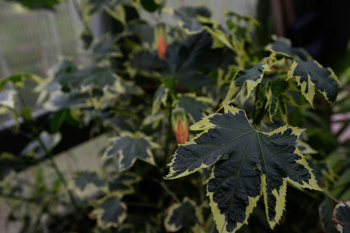 Top 15 plants to grow and show in SETX