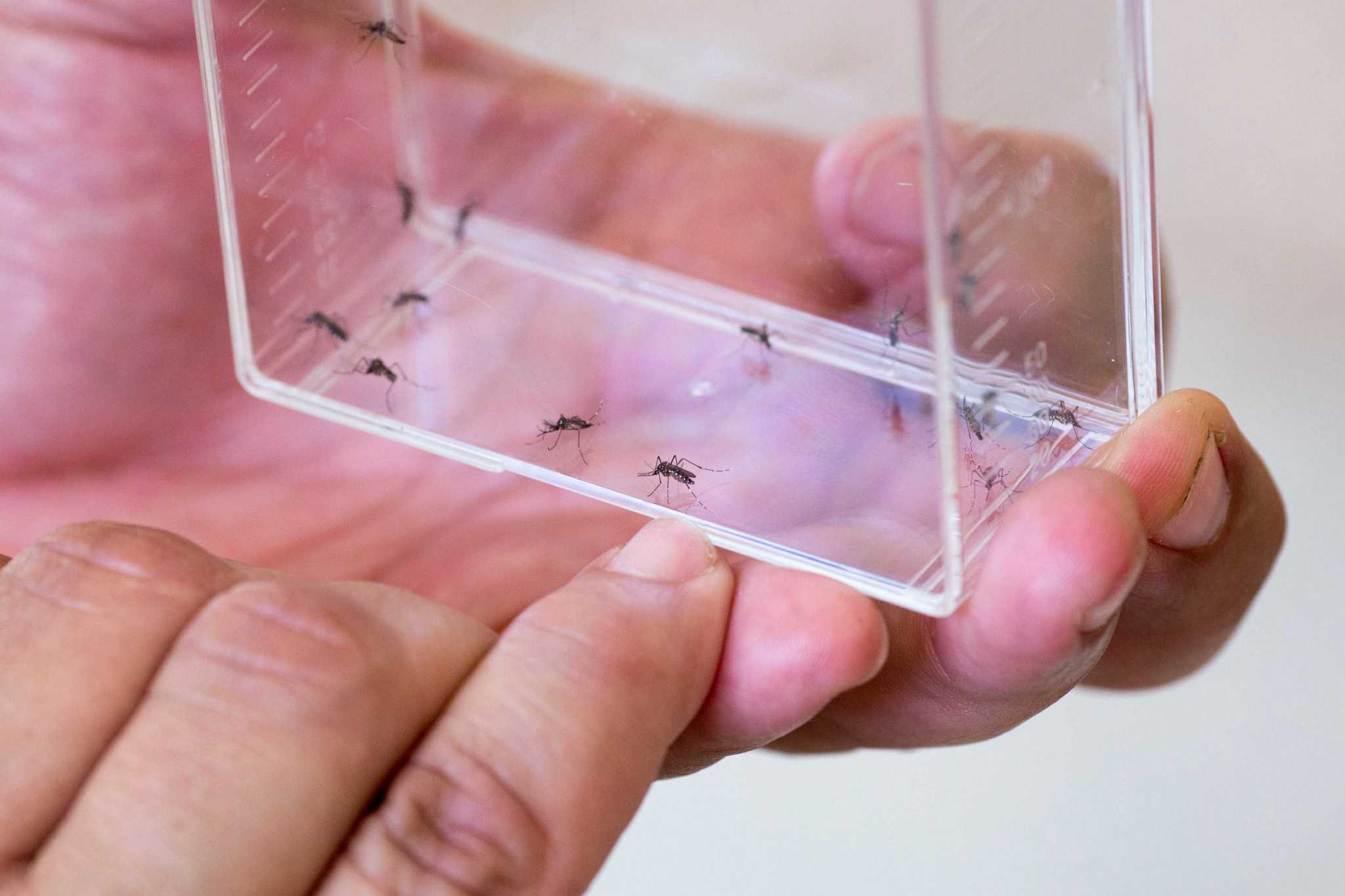 Researchers look to sequence mosquito DNA in response to Zika virus