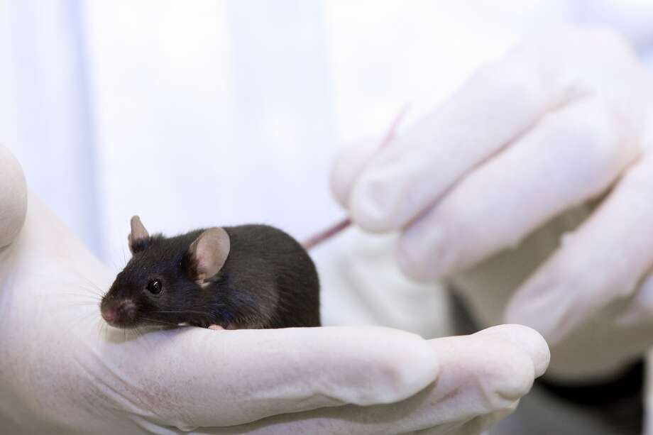 Galveston researchers develop drug that shrinks fat ... in mice ...