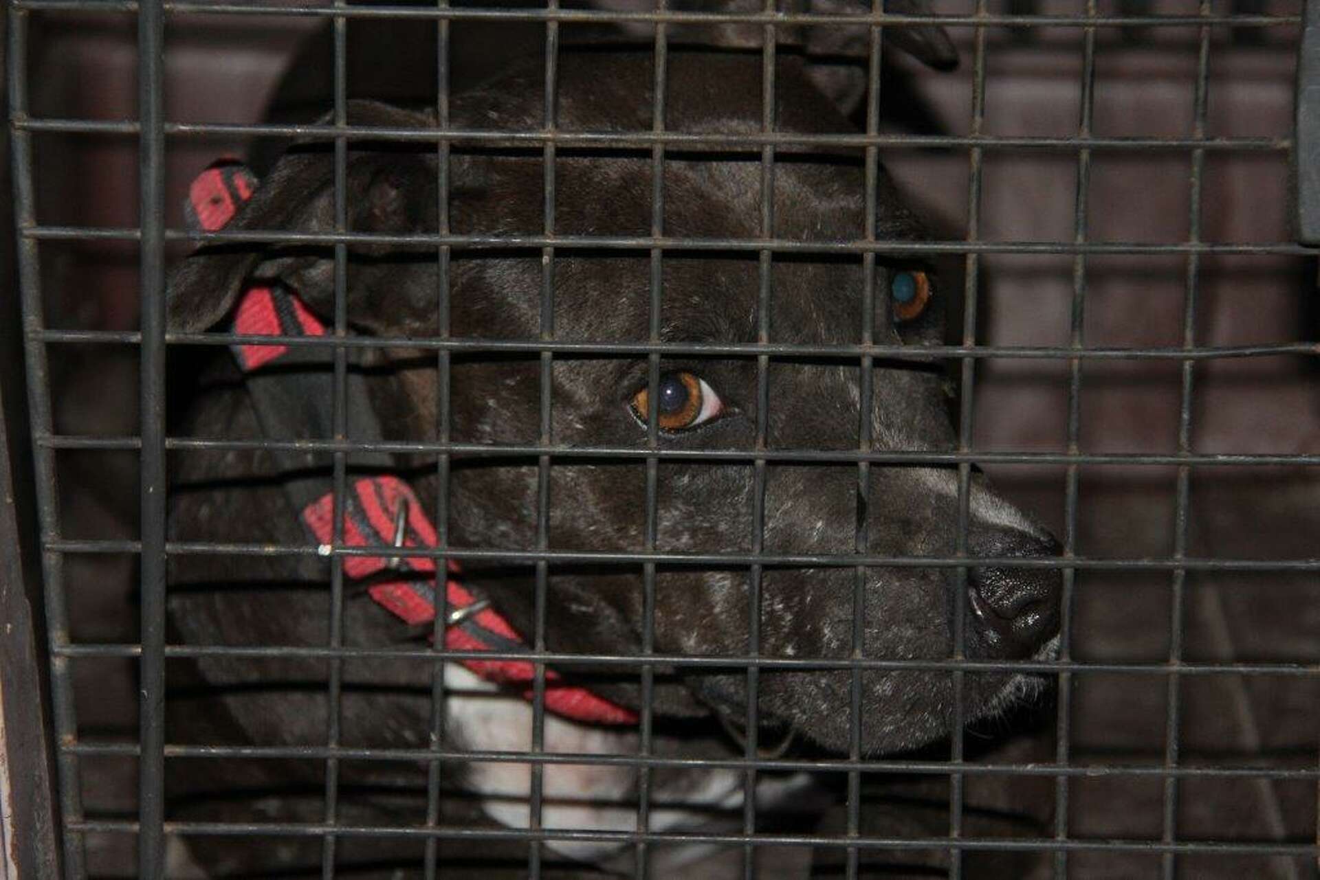 Alleged dogfighting arena busted in Jefferson County