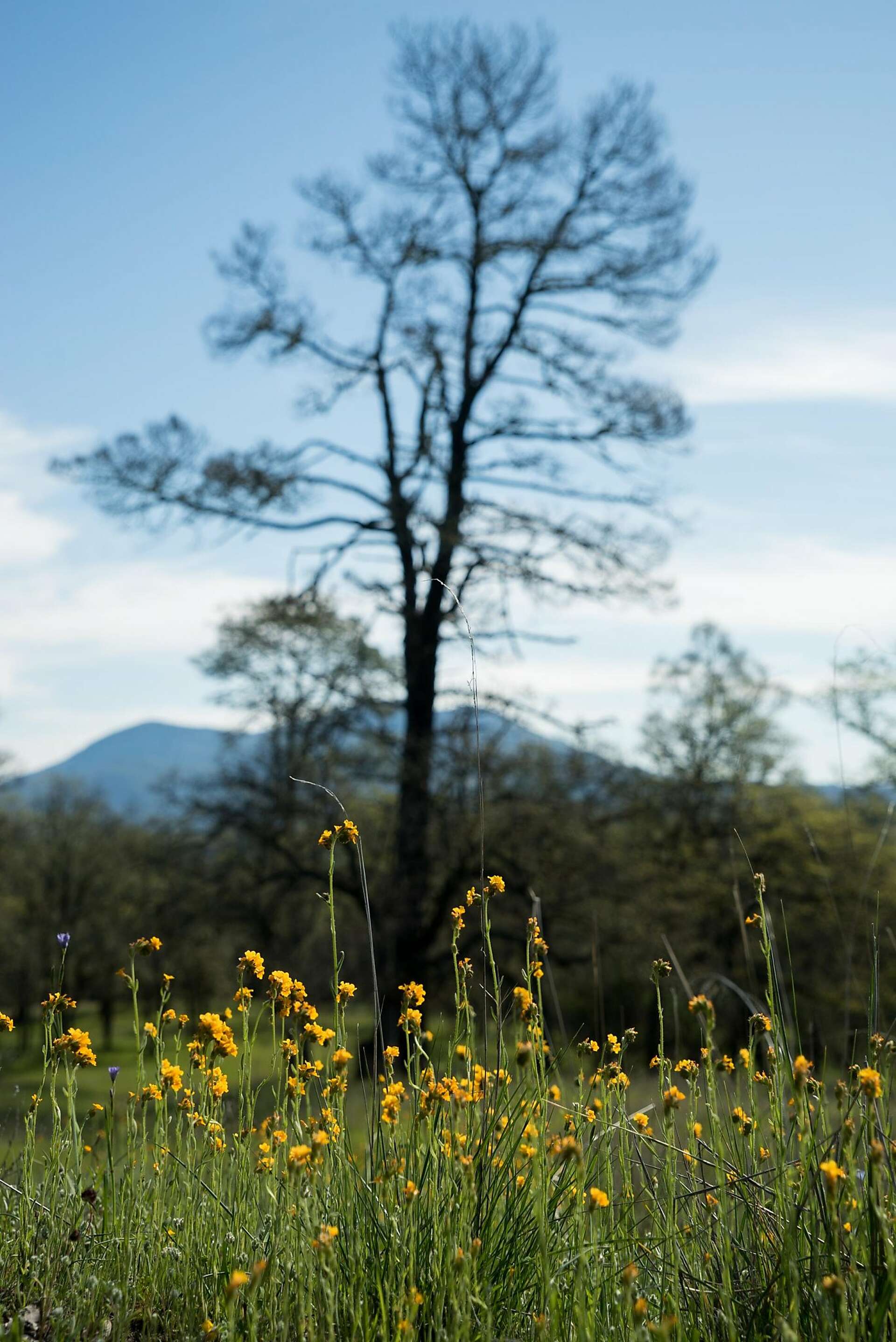 Northern California hot spots for spring wildflowers