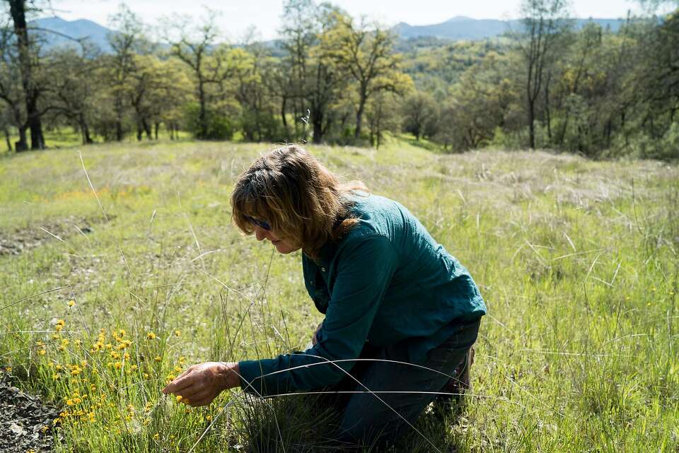 Northern California hot spots for spring wildflowers