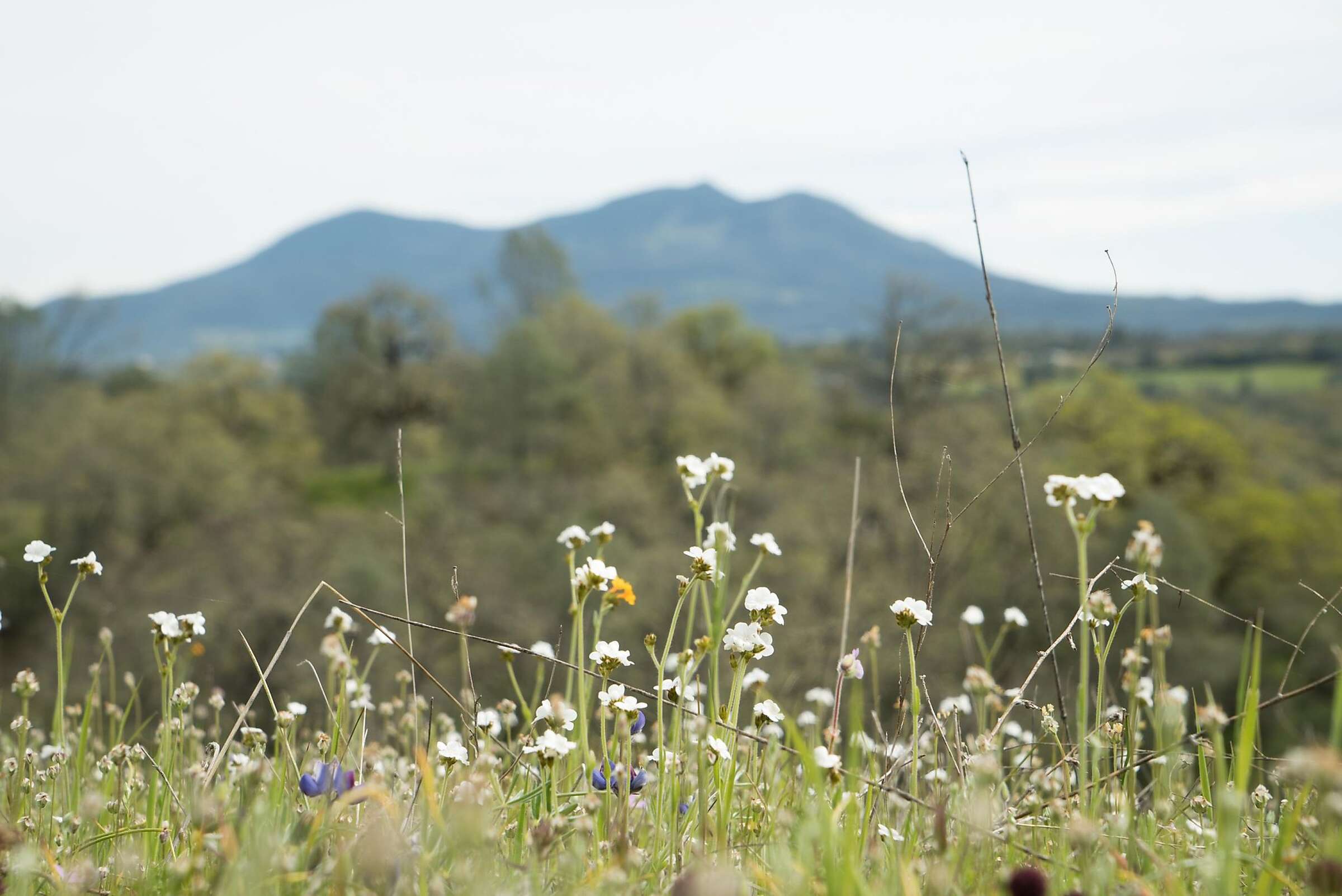Northern California hot spots for spring wildflowers