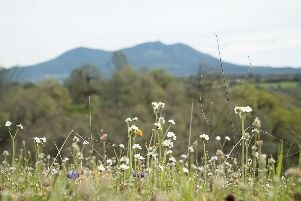 Northern California hot spots for spring wildflowers