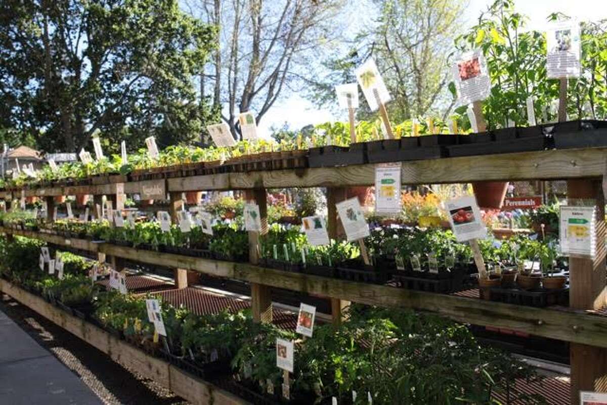 30 plants perfect for the Bay Area spring