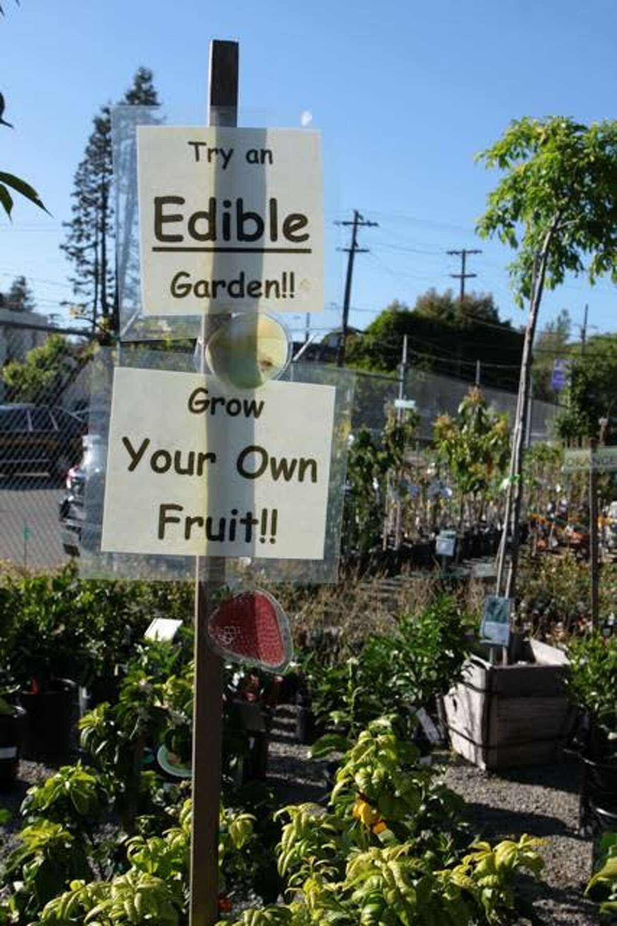 30 plants perfect for the Bay Area spring