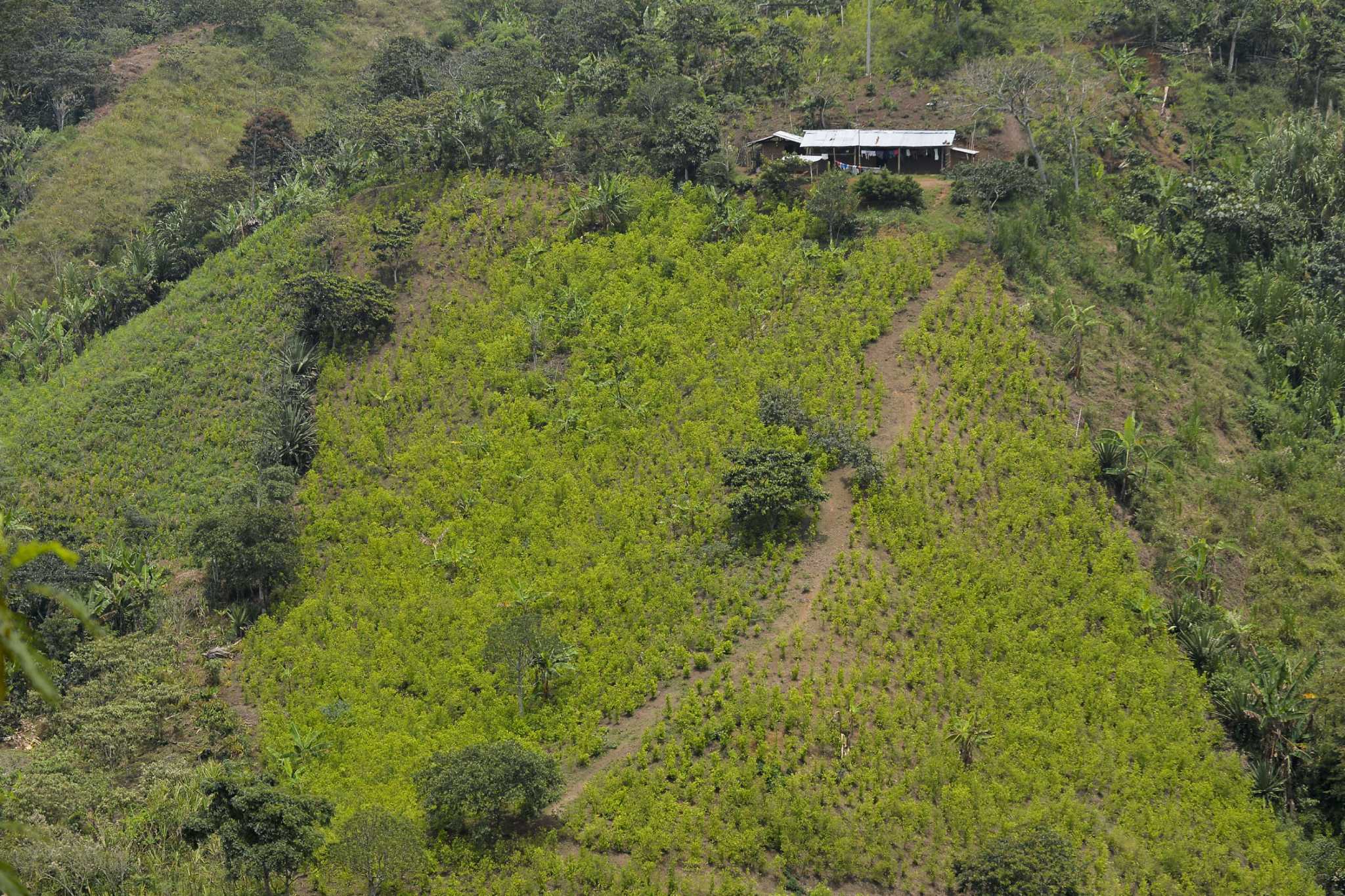 Colombia’s coca farmers caught in drug war