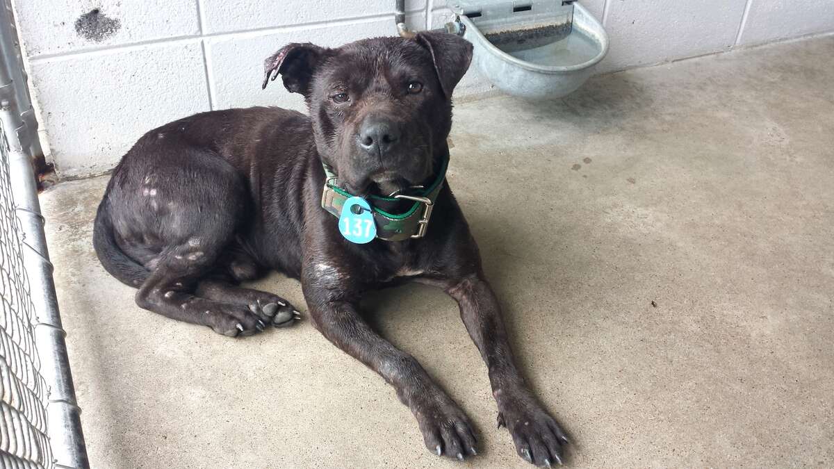 Alleged dogfighting arena busted in Jefferson County