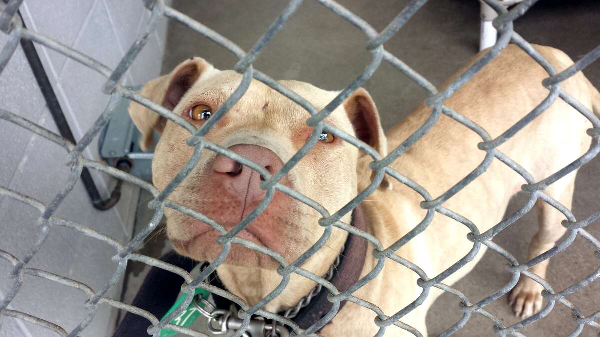 Alleged dogfighting arena busted in Jefferson County