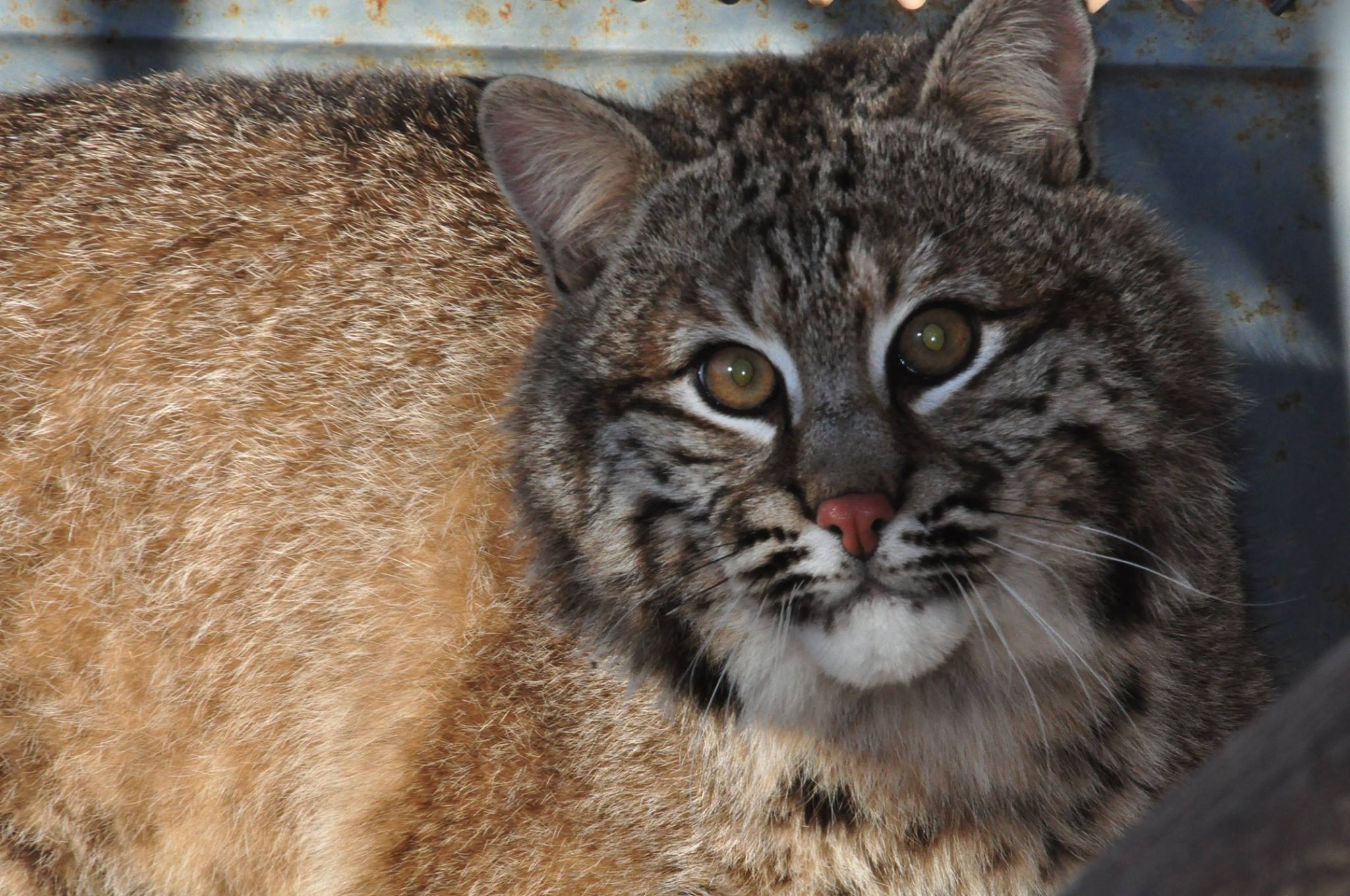 Angry Bobcats Animals