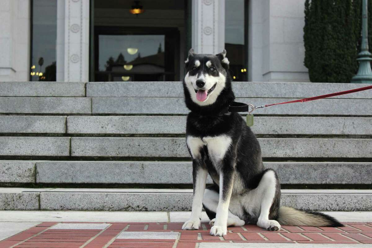 A dog named Kira is running for student body president at UC Berkeley
