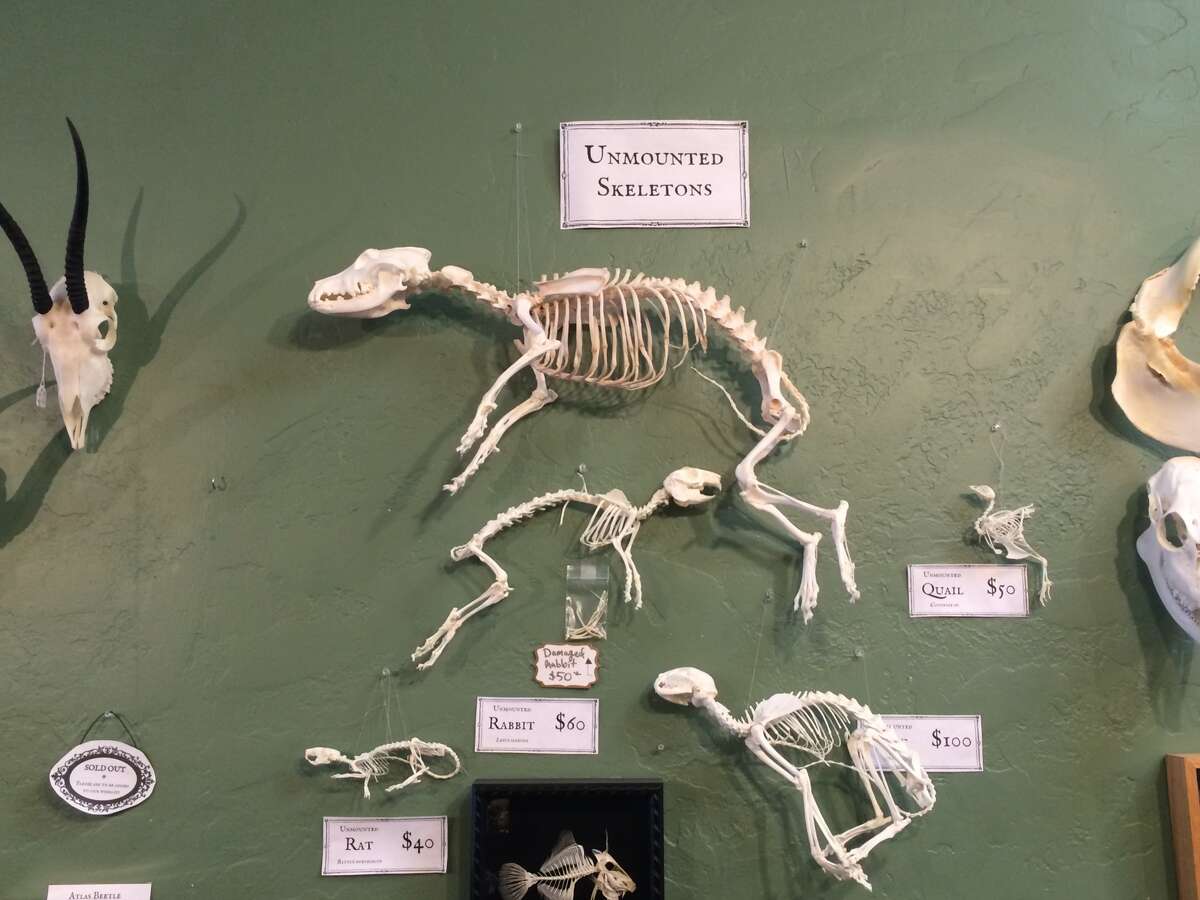 The Bone Room in Berkeley is closing its doors