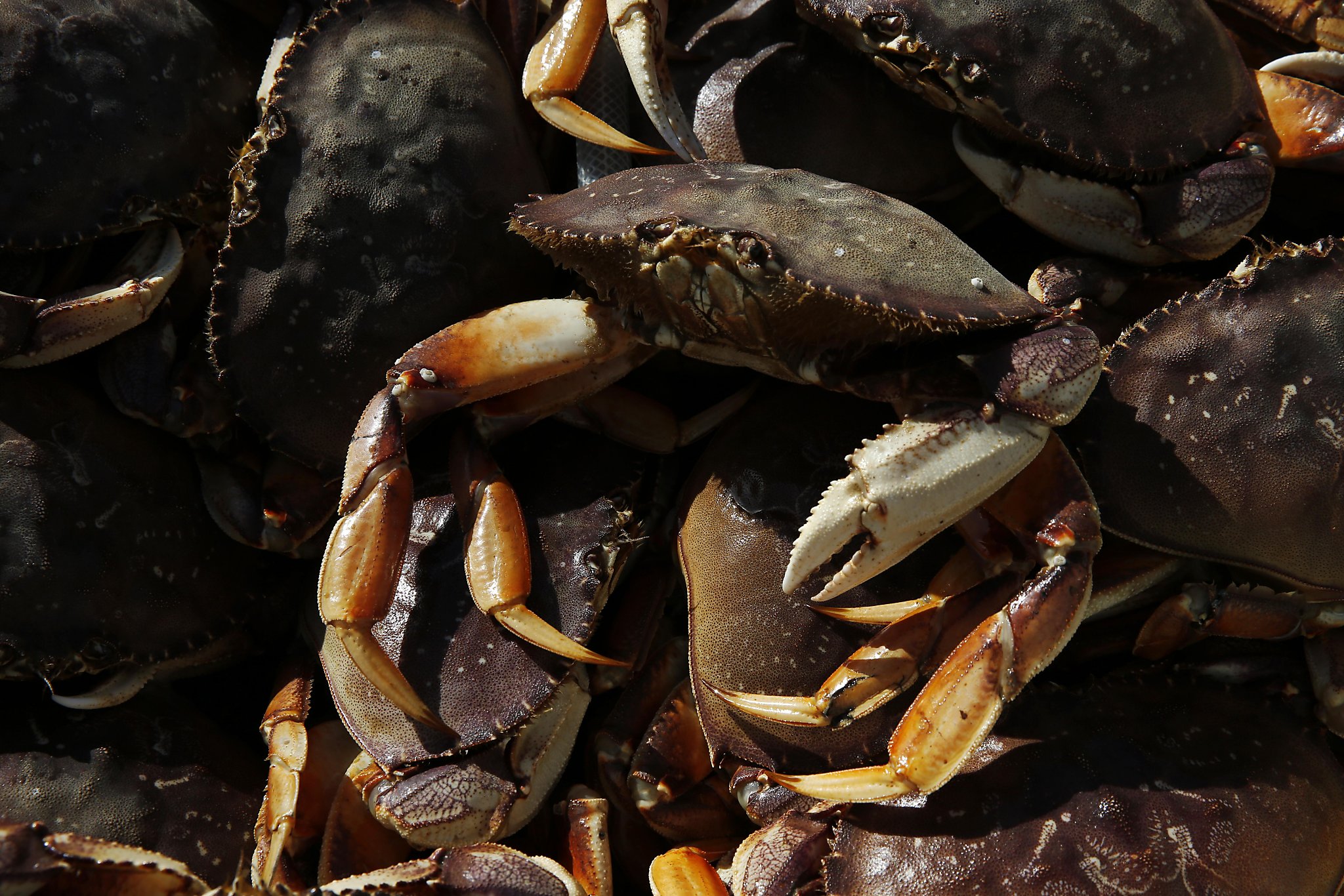 Dungeness crab finally arrives at SF docks
