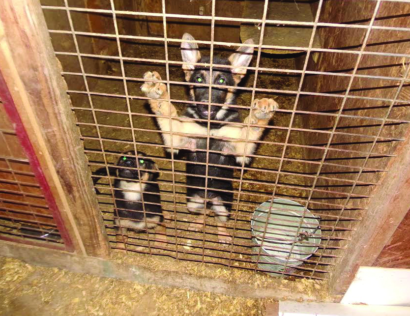 More than 70 dogs rescued from North Texas puppy mill with 'absolutely ...