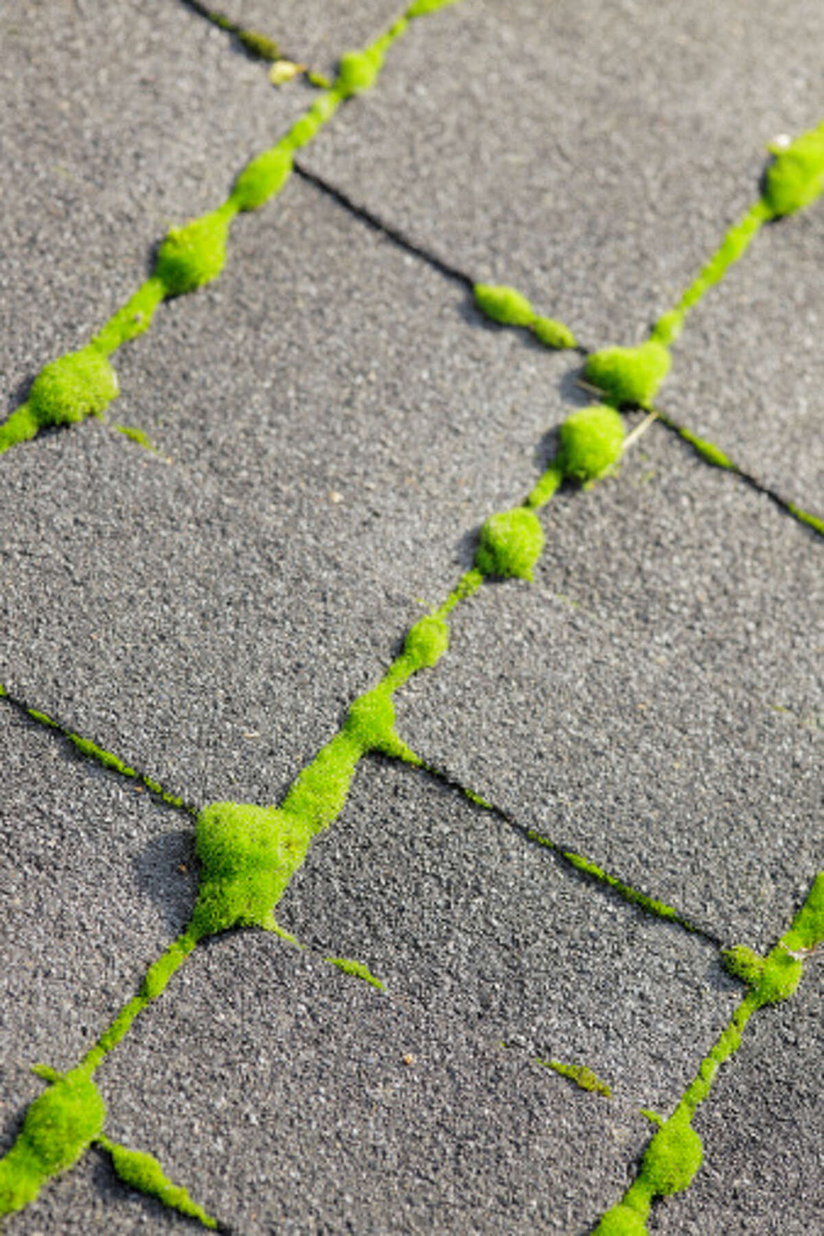 Professionally clean roof with algae, fungus
