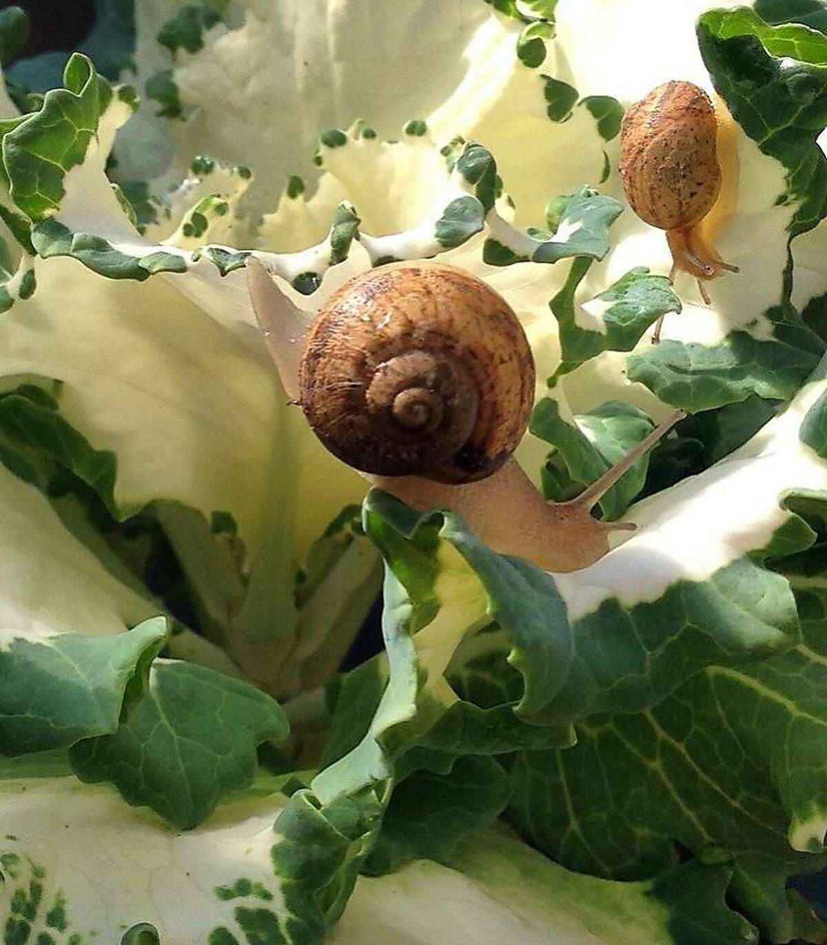 EscarGrow Farms’ unusual snail business finds niche in food scene