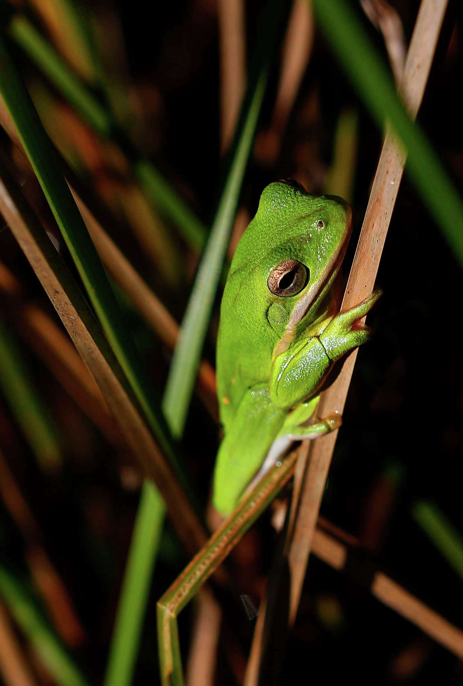 Volunteers transform Sheldon Lake State Park