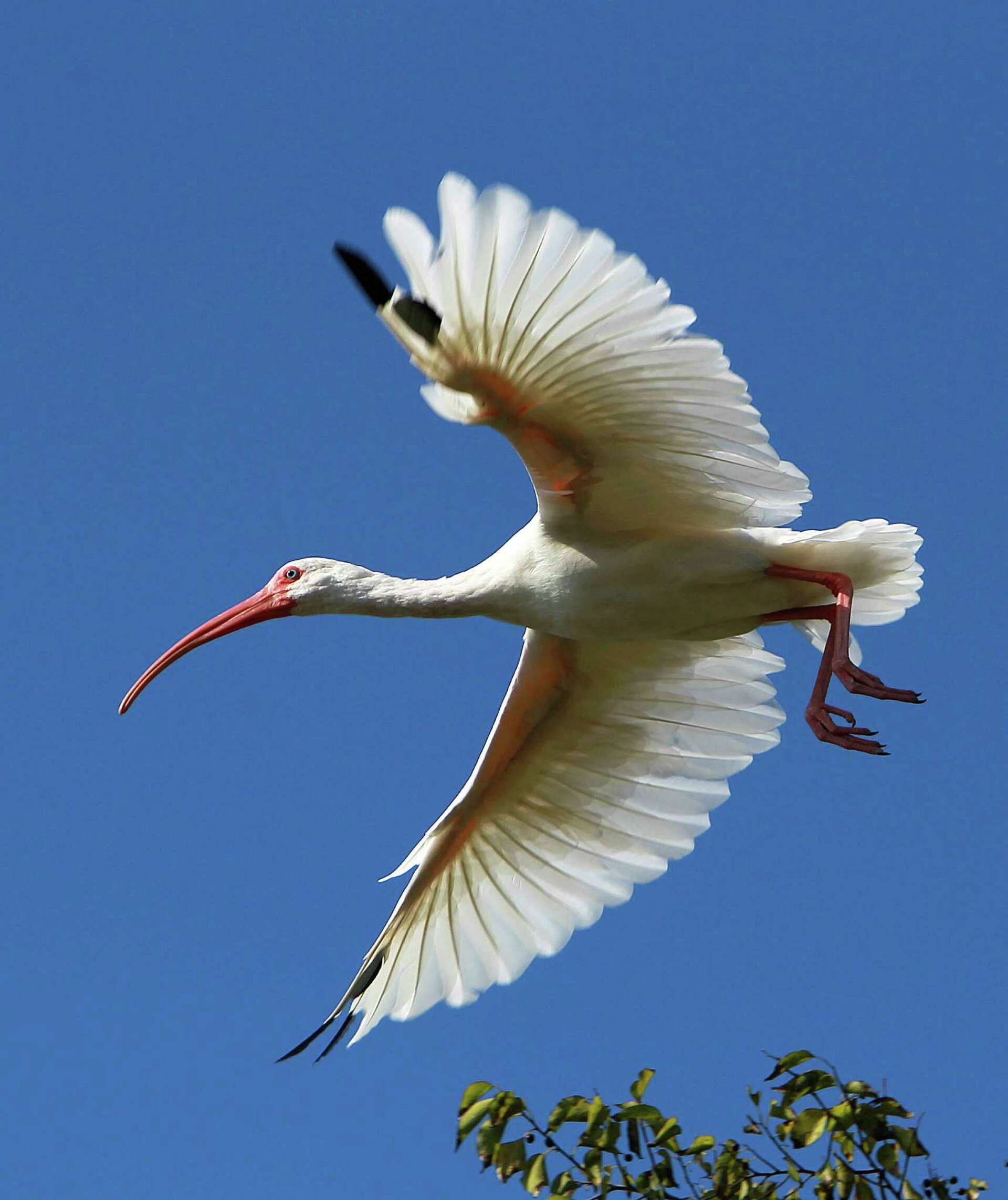 Volunteers transform Sheldon Lake State Park