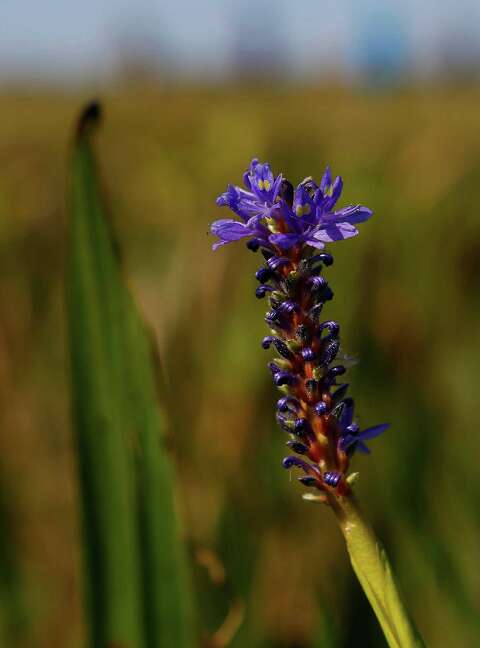 Volunteers transform Sheldon Lake State Park