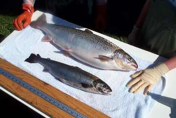 Bio-engineered fish are target of lawsuit