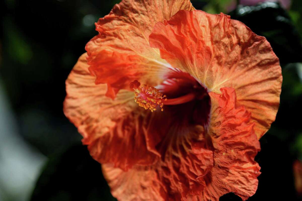 Dazzled by colorful hibiscus