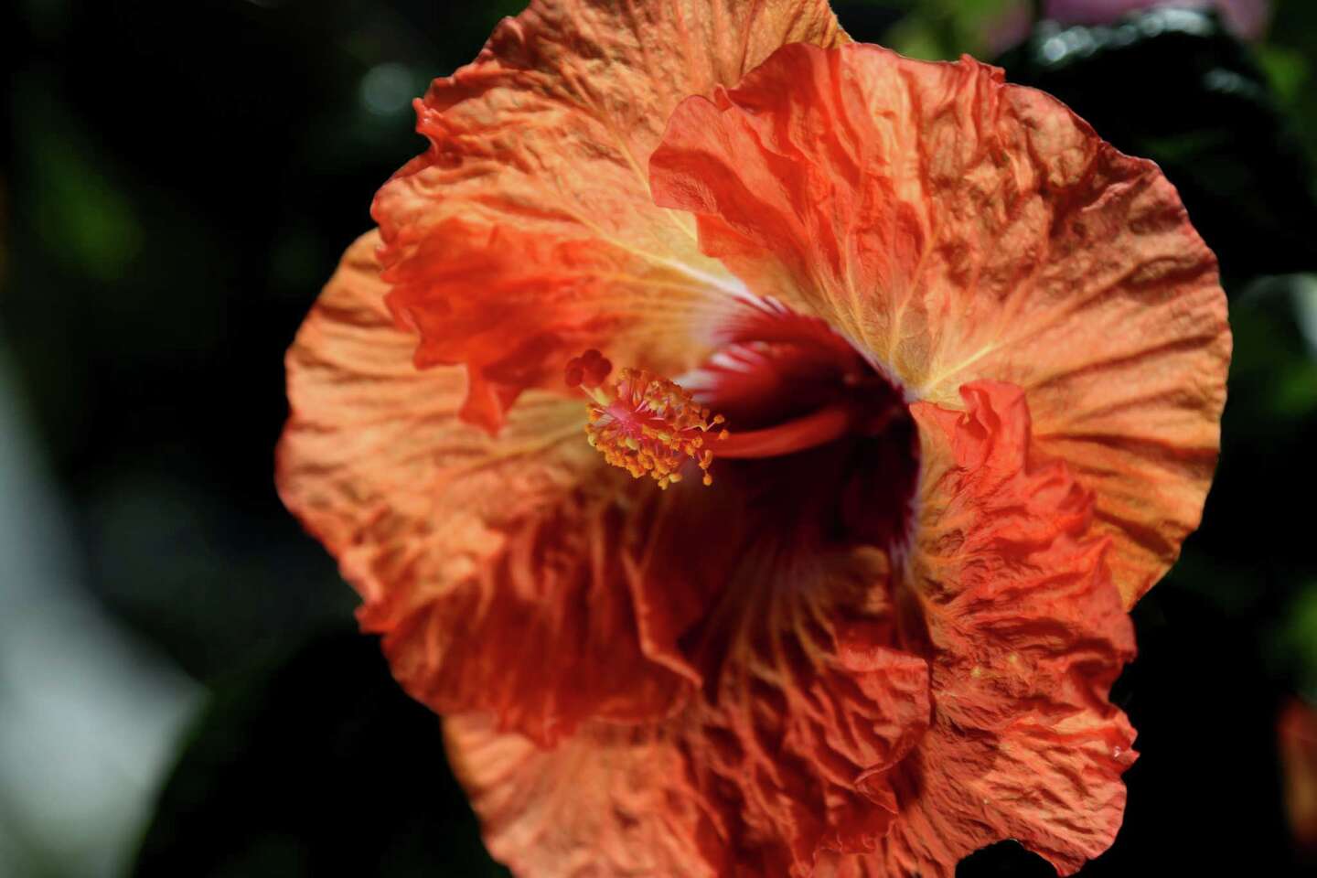 Dazzled by colorful hibiscus