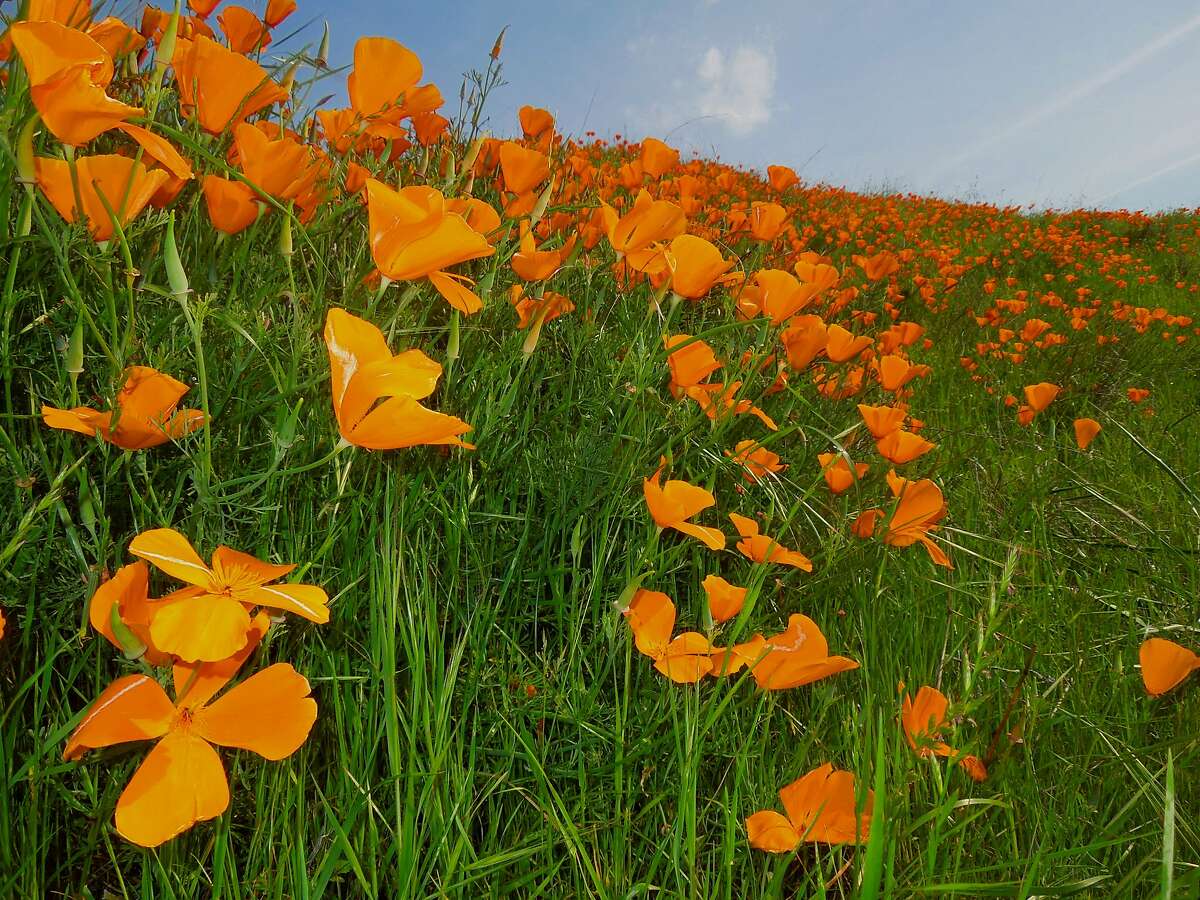 Where to see the Bay Area's wildflowers