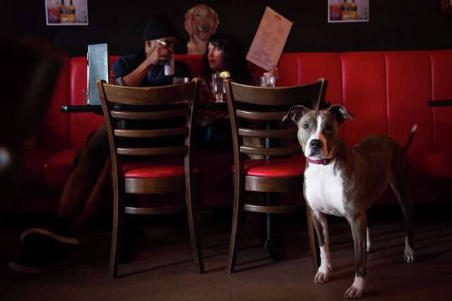 Pups, suds and grub: 16 dog-friendly bars, restaurants with patios in ...