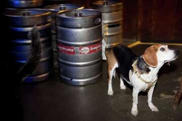 Pups, suds and grub: 16 dog-friendly bars, restaurants with patios in ...