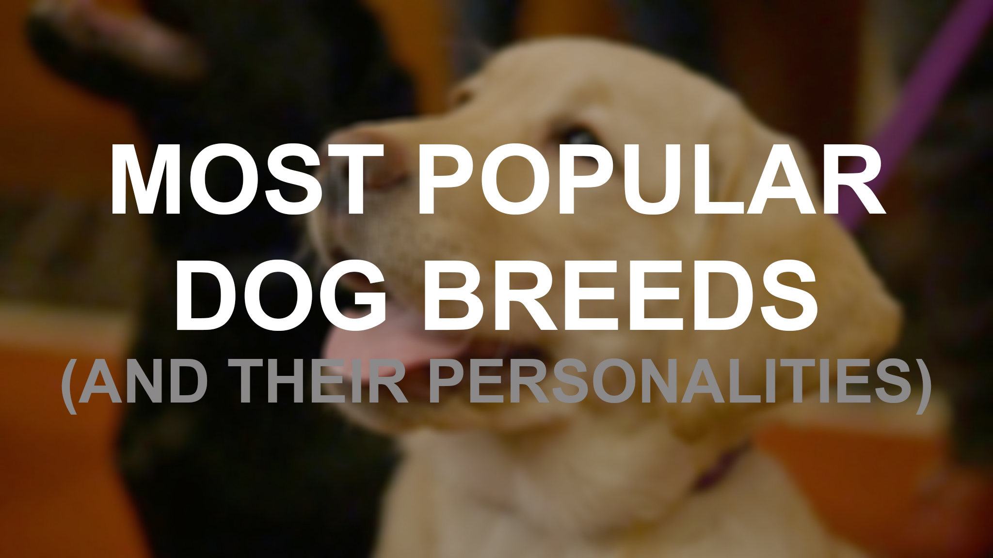 Top 30 dog breeds and their personalities