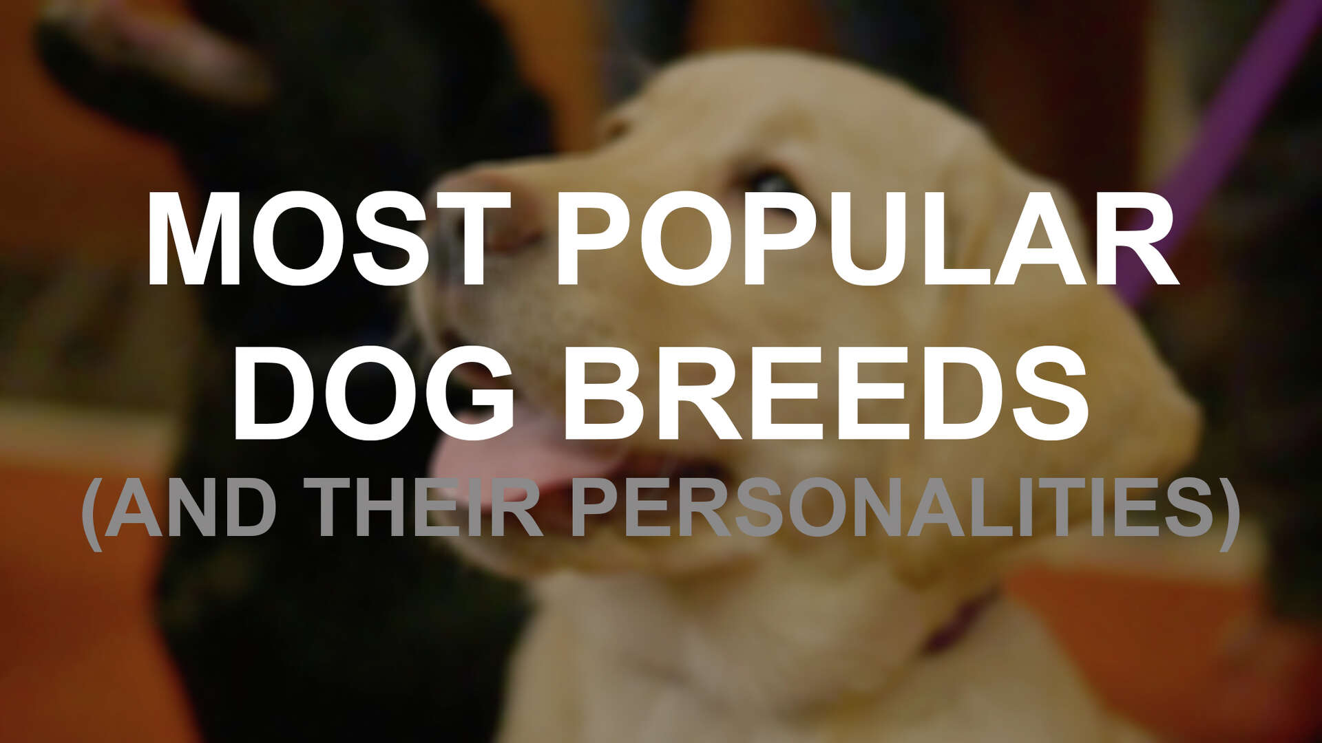 Sorry everyone: This scientist says you shouldn't hug your dog