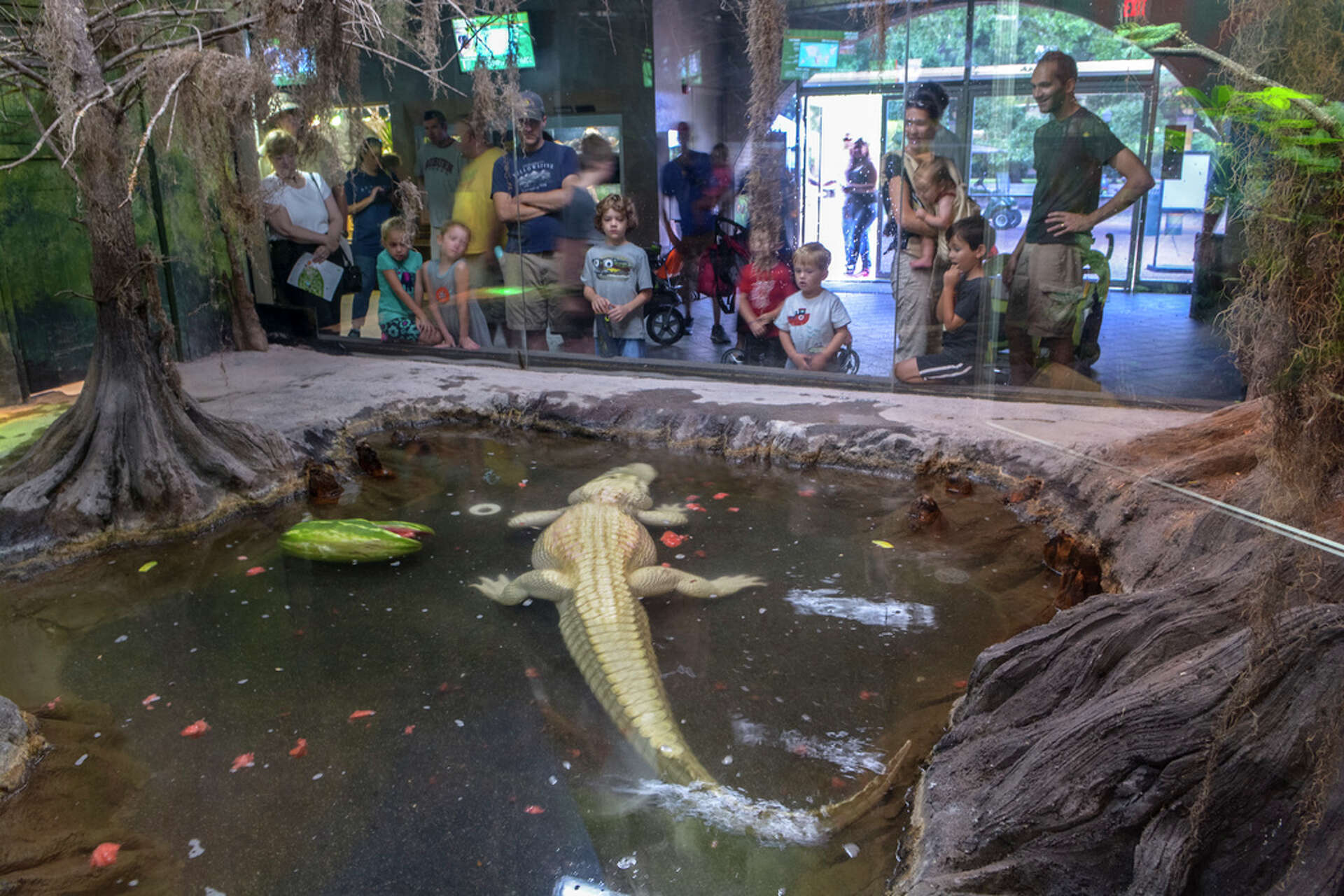 Houston Zoo's white alligator Blanco retiring from zoo life