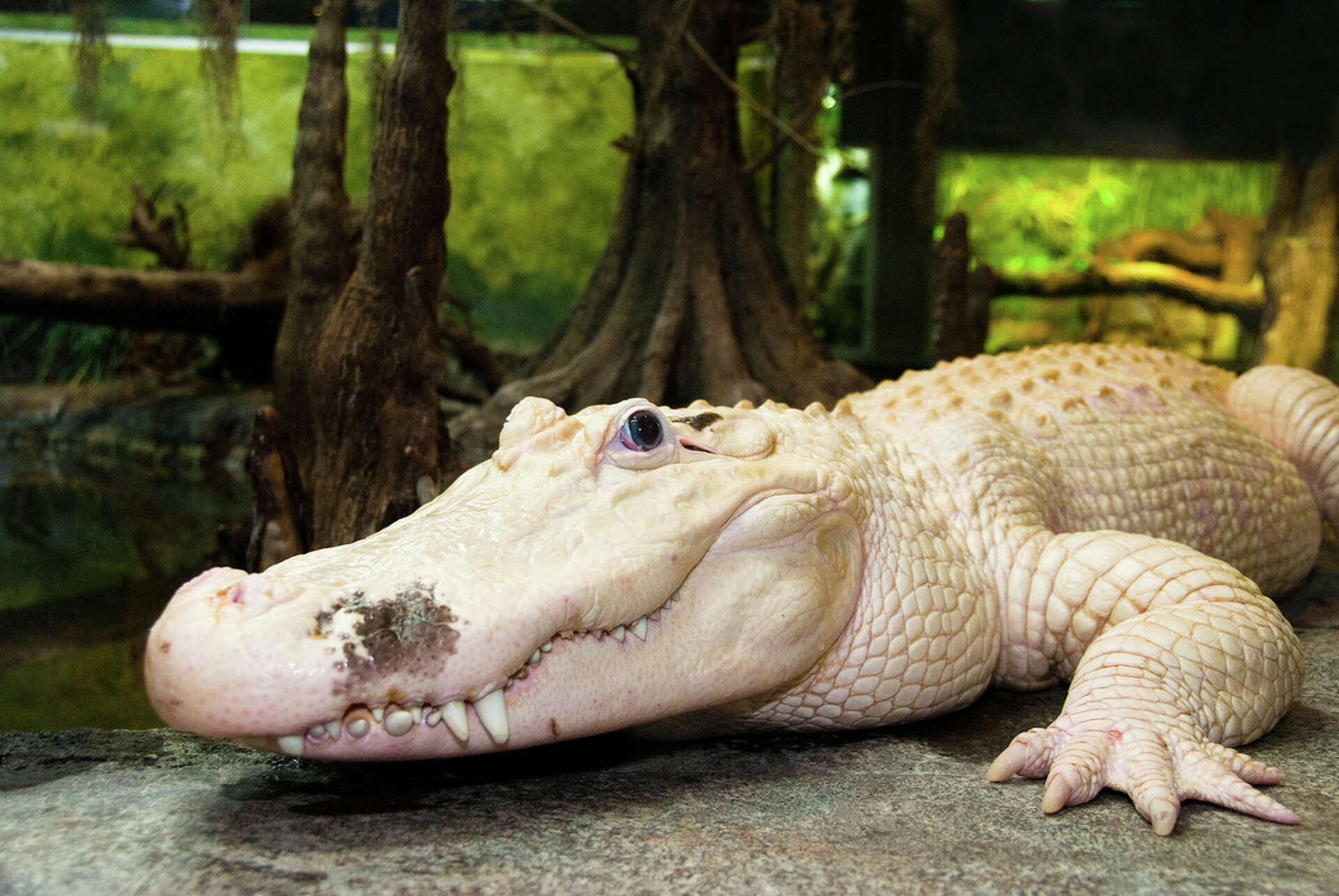 Houston Zoo's white alligator Blanco retiring from zoo life