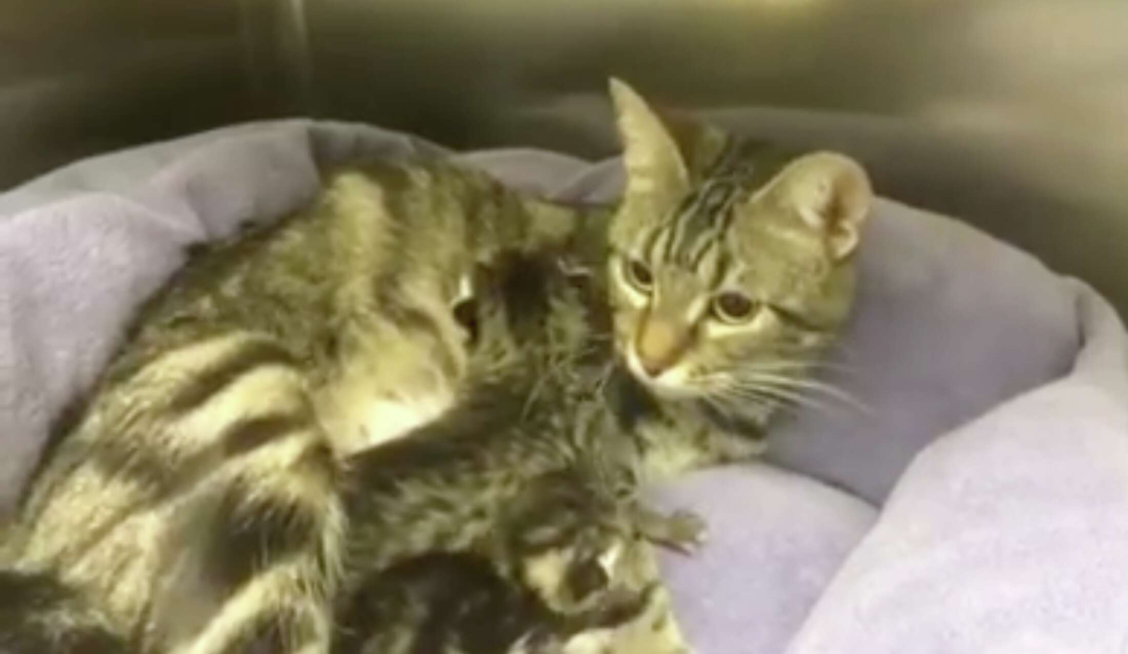 Mama cat nurses abandoned orphan kittens found in East Bay dumpster