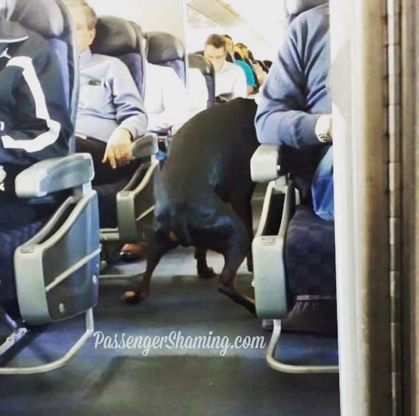 Passenger Shaming Instagram shows passengers behaving badly