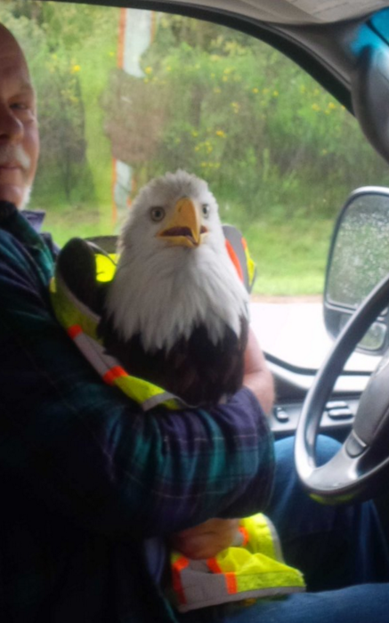 Trooper, truck driver rush in to save low-flying bald eagle
