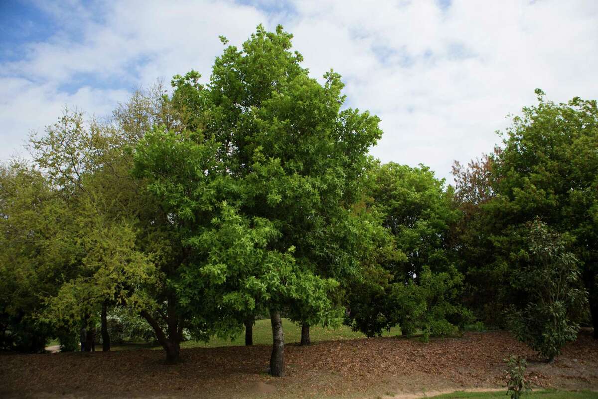 Peckerwood Garden continues transition as founder passes shovel to ...