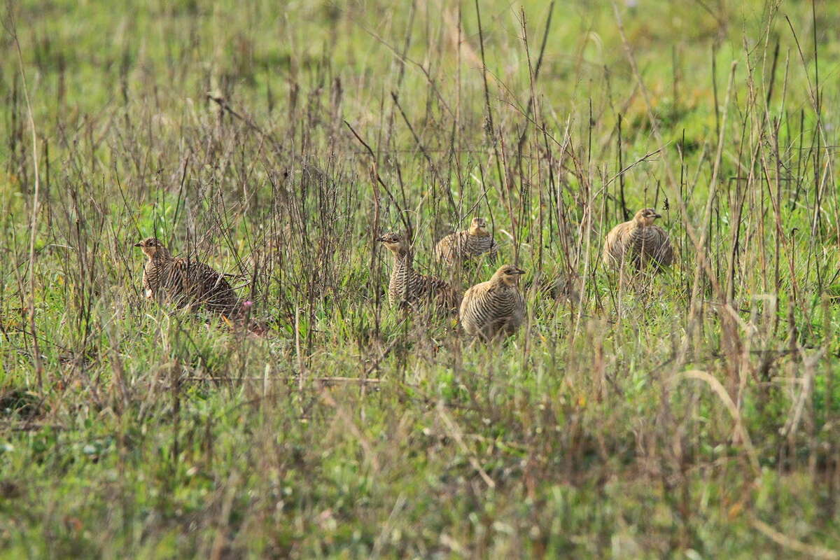 Attwater's prairie chickens 'boom' into spring