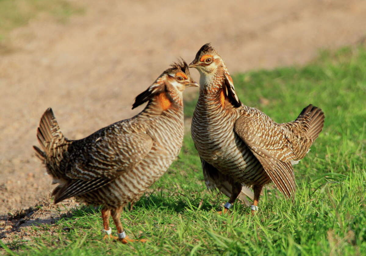 Attwater's prairie chickens 'boom' into spring