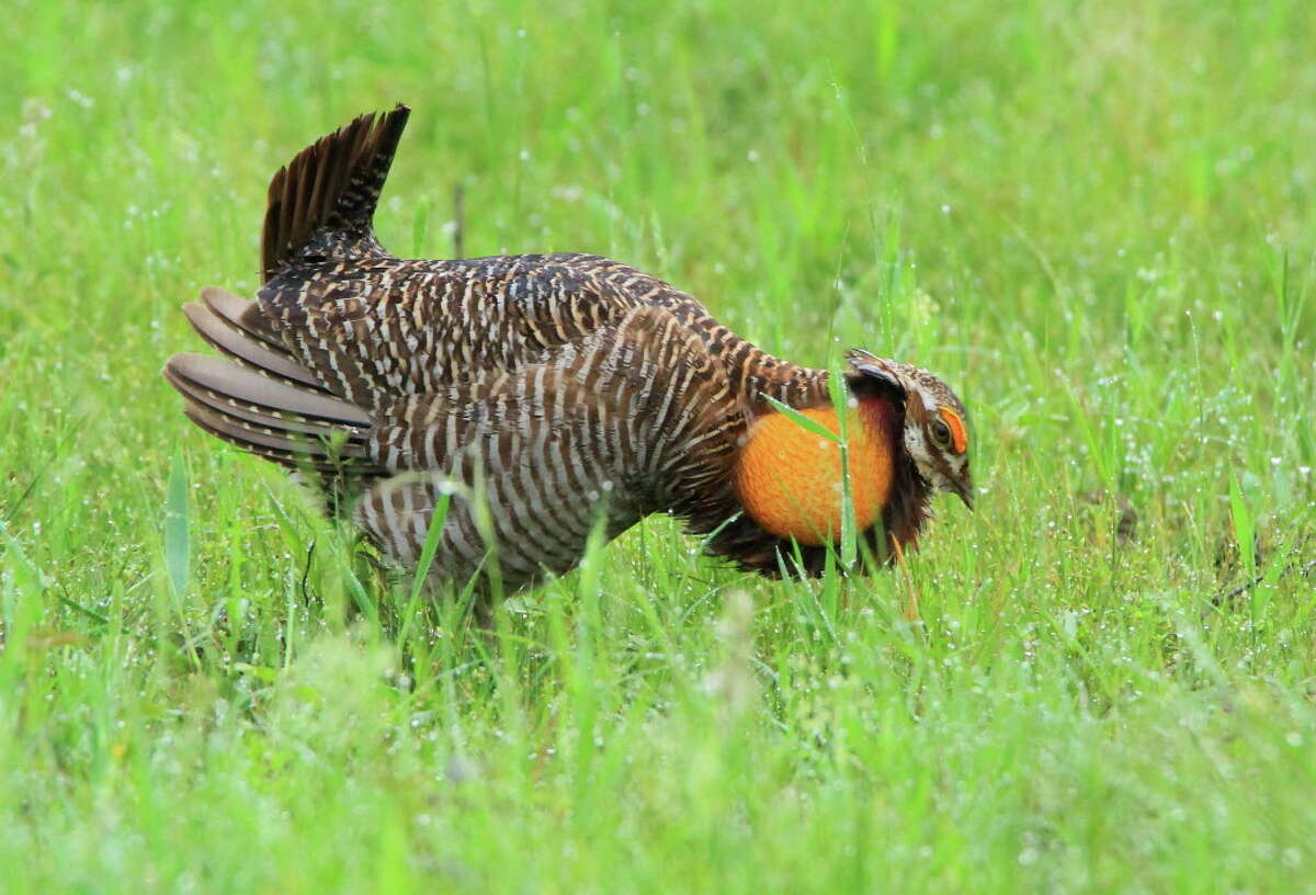 Attwater's prairie chickens 'boom' into spring